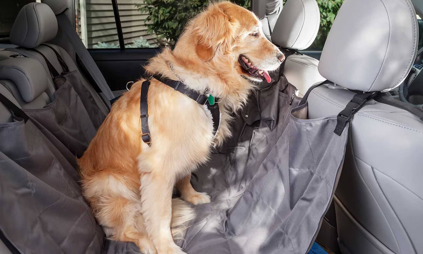 Behavior Modification – Dog Training by Indi